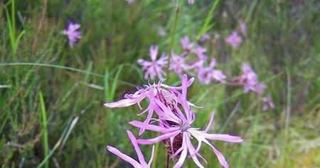 Plants, insects and animals: Ragged-robin