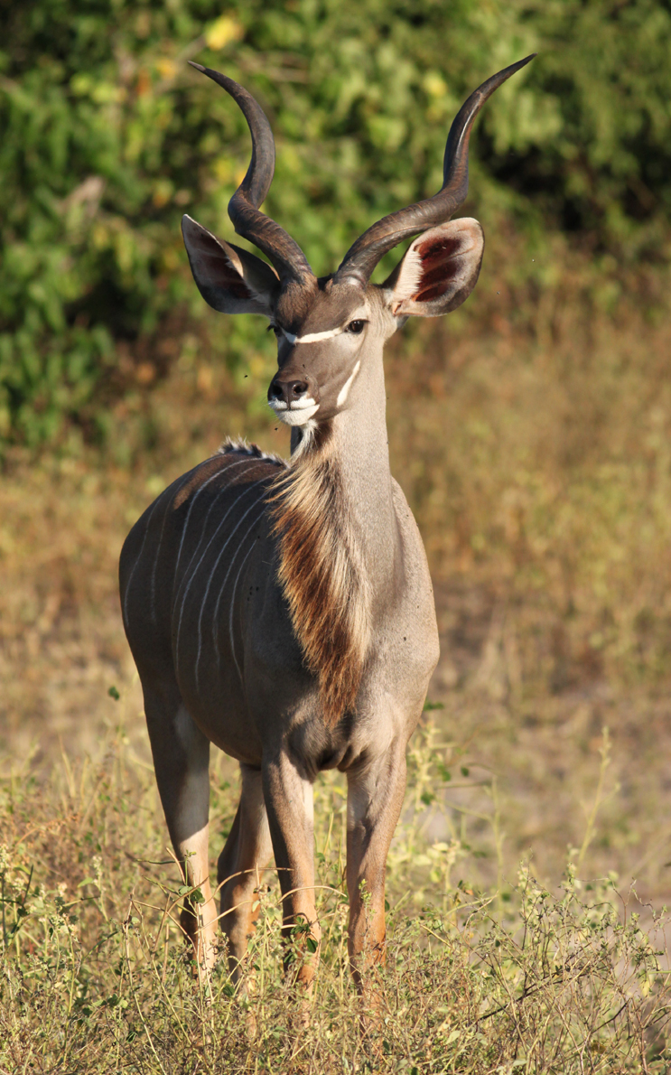 travelswithkathleen: Kudu