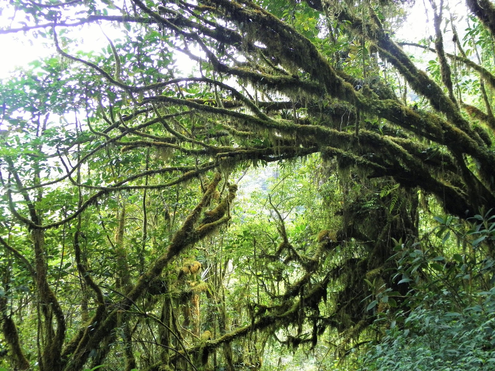Hiking The Monkey Trails Of Mt. Tabayoc In Kabayan, Benguet