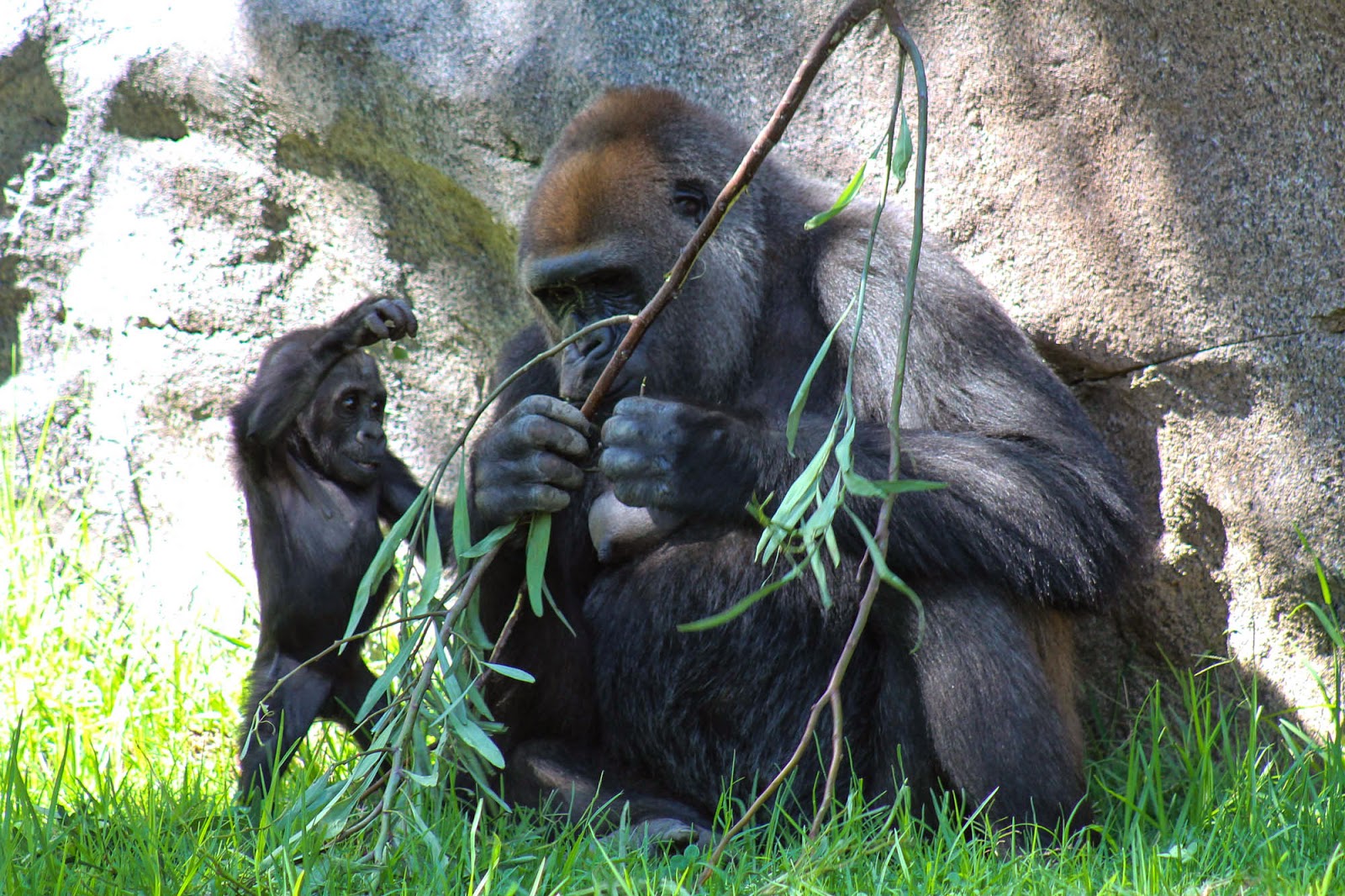 Life with Dylan: Mother and Child Relationships in the Animal Kingdom