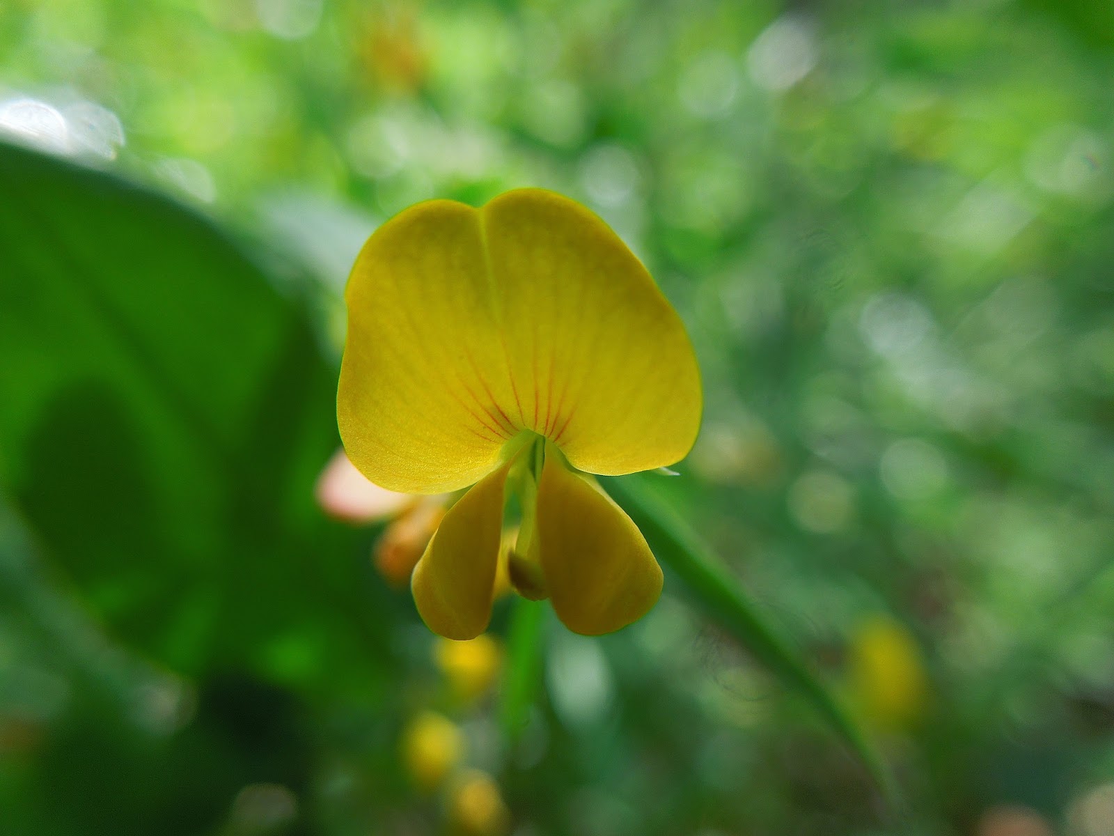 CHICHARO AMARILLO - BOTÀNIC SERRAT