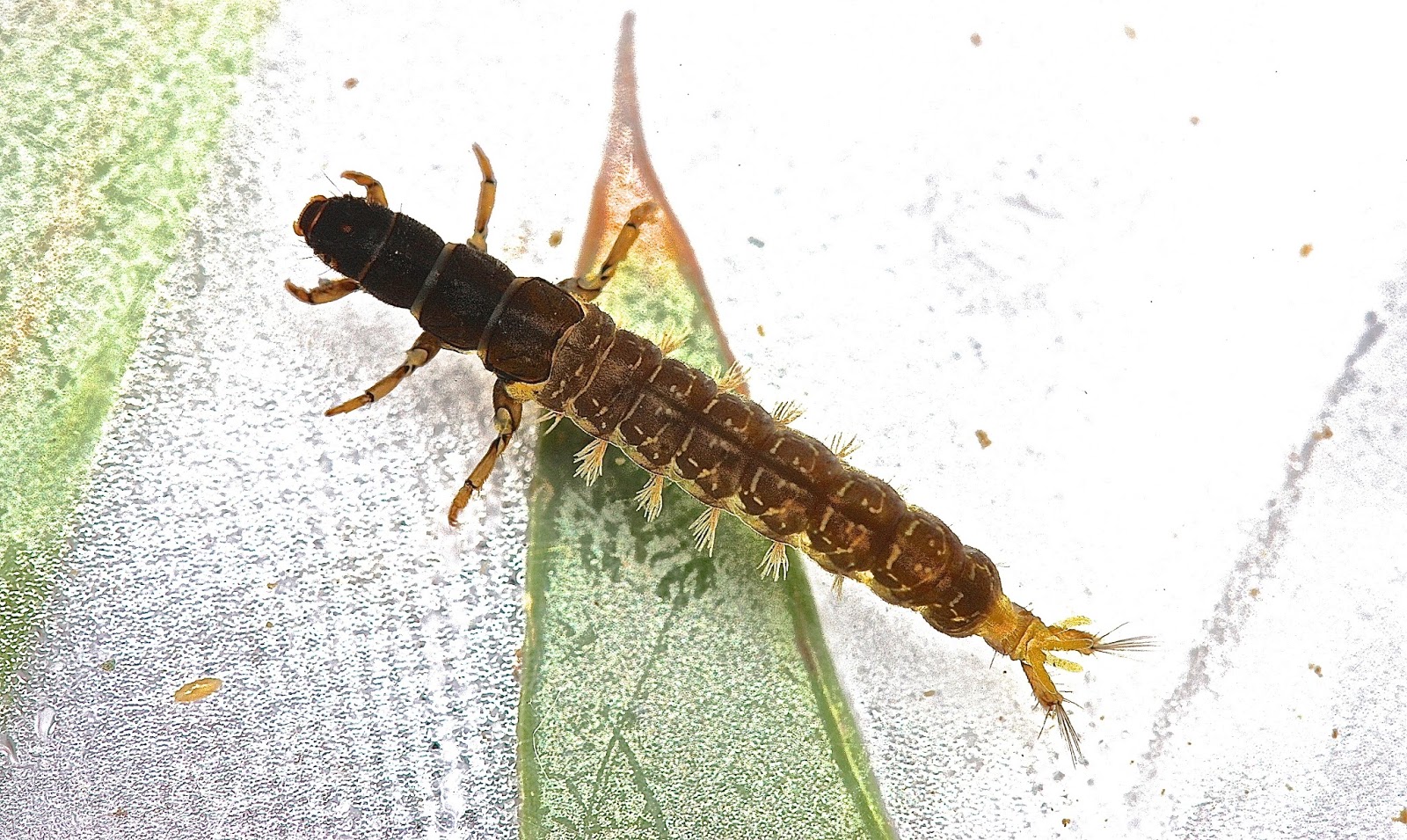 Aquatic Insects of Central Virginia: October 2016
