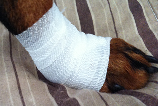 Useful Tips: Bandaging Your Dog's Foot?