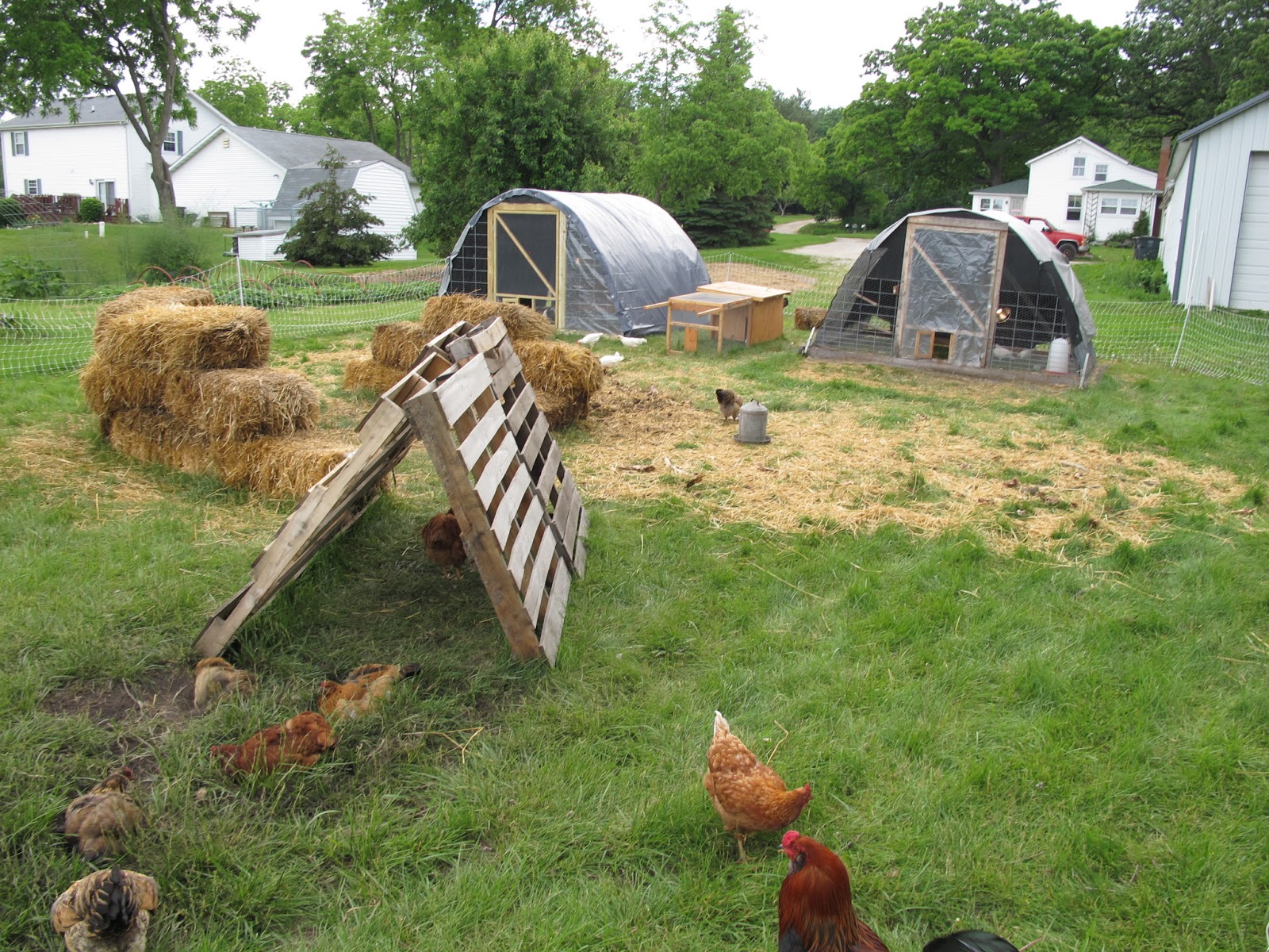 Joe's Garden Journal: Food Forest/Chicken Paddock Update 6/11/13