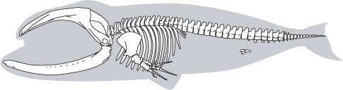 Chapter 7 :Dynamics: Chapter 8 Support and movement