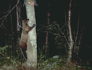 On the Land: Fisher cats rebounding in Massachusetts