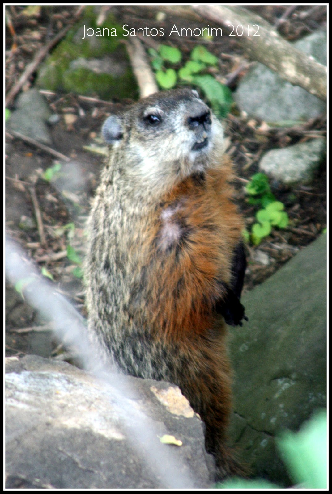Animalia zoom: Marmota- Woodchuck (Marmota monax)