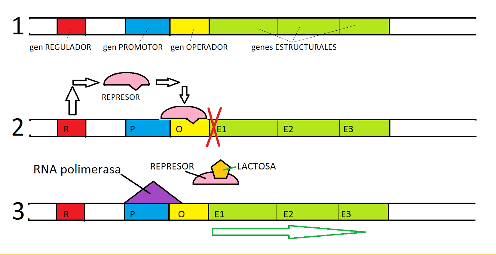 CURIOSIDADES CIENTÍFICAS : El operón lac y la regulación de la ...