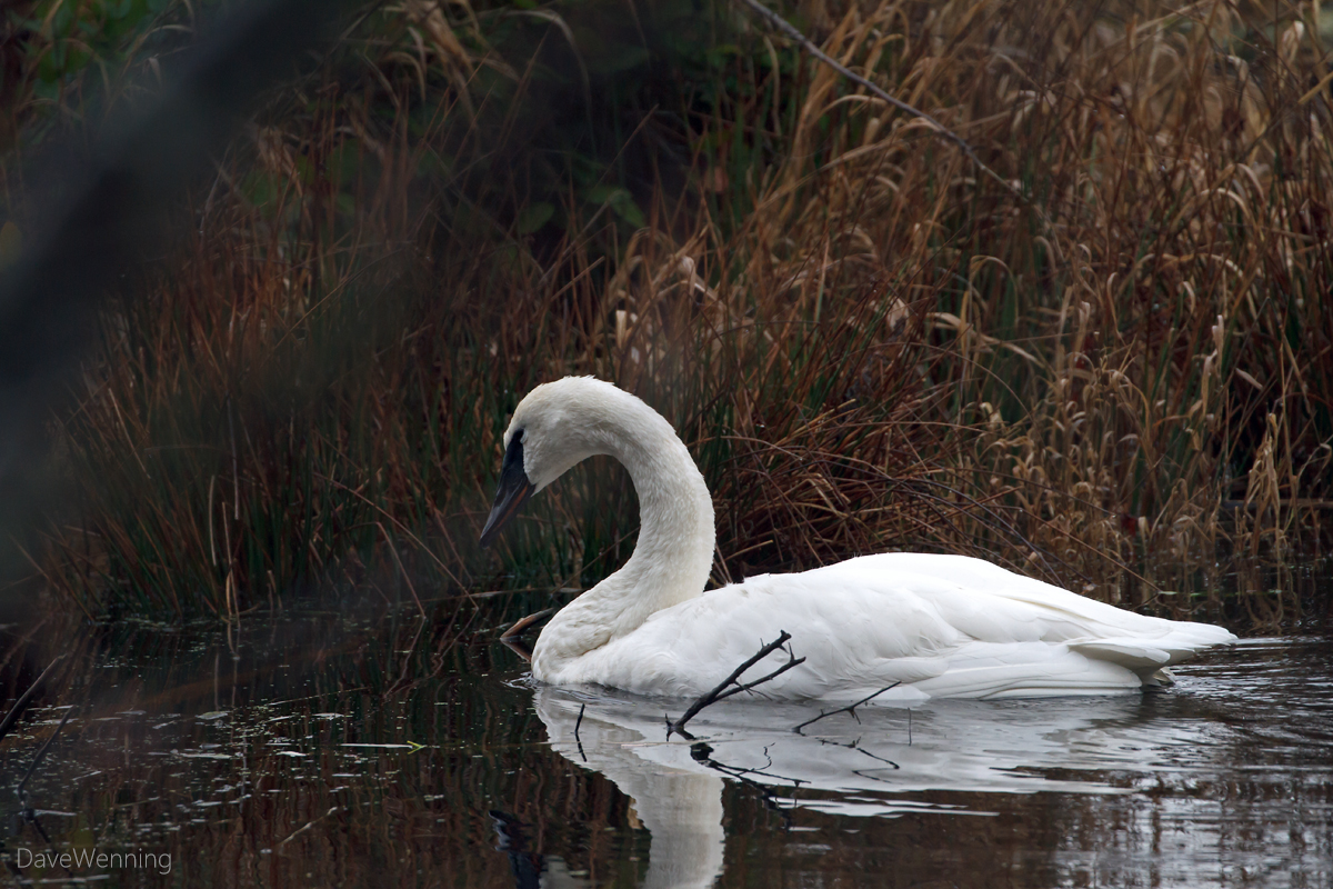 Lonely Trumpeter Swan