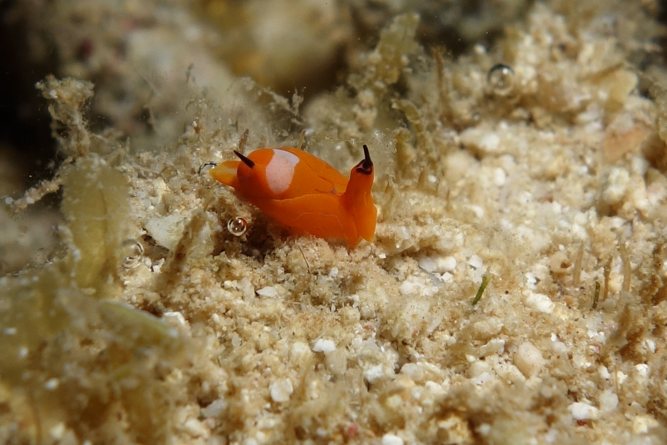 Real Monstrosities: Batwing Sea Slug