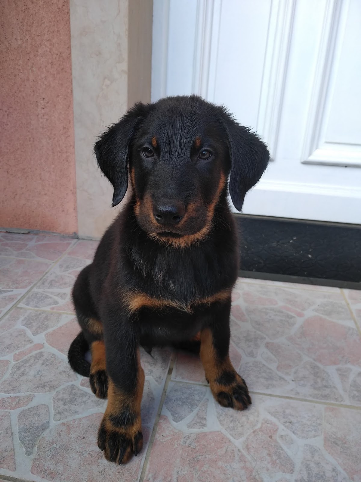 Chiot Berger de beauce de la valériane fleurie: les chiots beaucerons ...