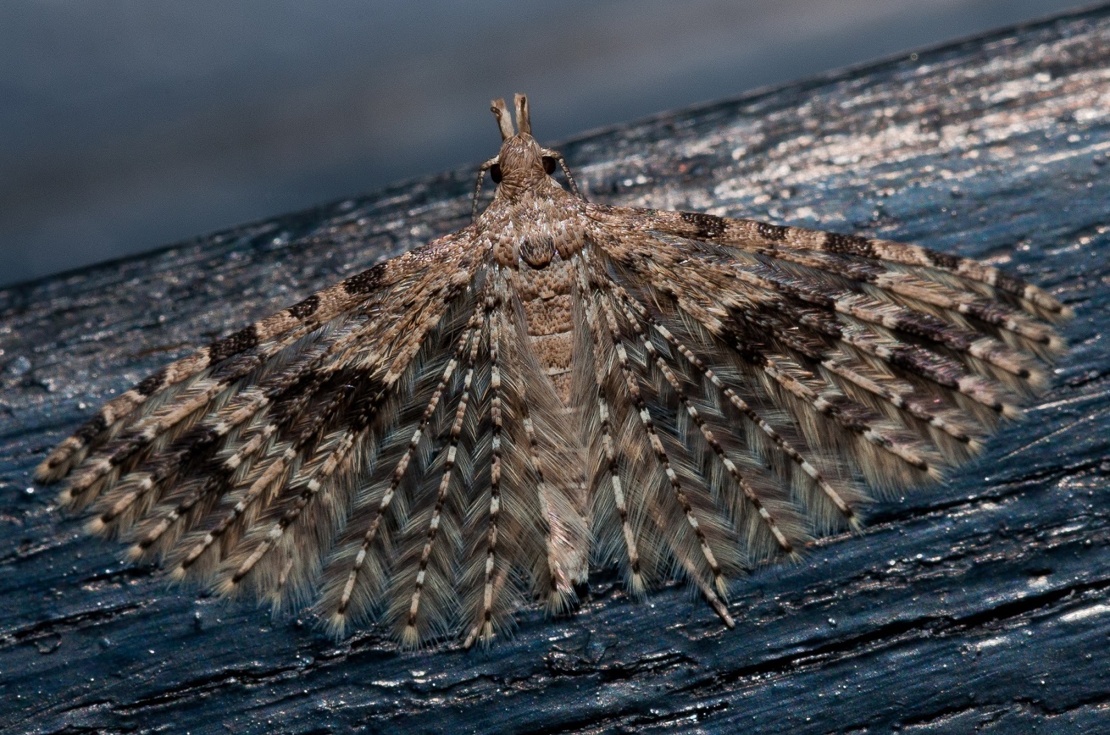 Real Monstrosities: Wings of a Feather