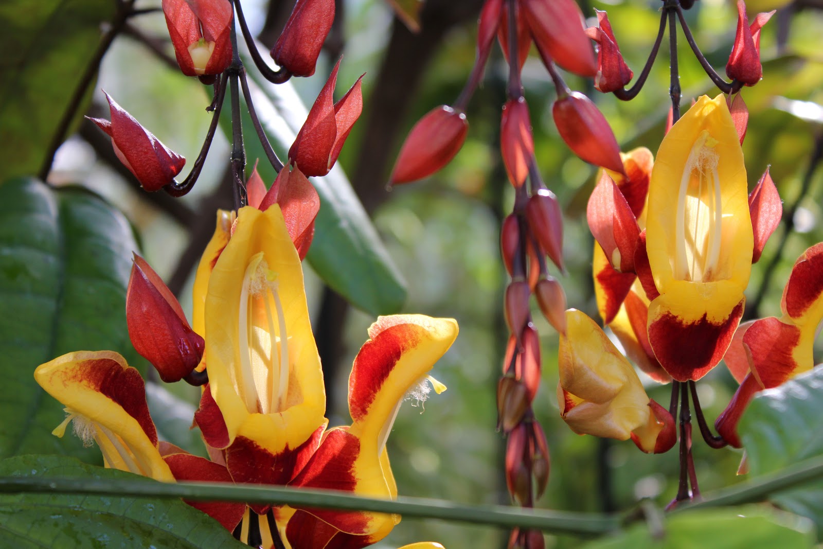 Maria's Orchids: The New York Orchid Show 2012