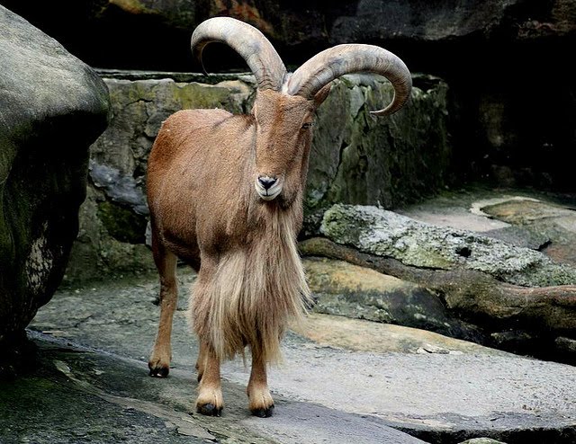 Foto de Macho Cabrio - IMÁGENES del ZODIACO - 5.000 SIGNOS ZODIACALES ...