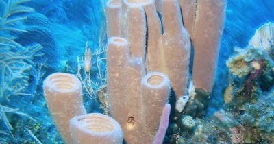 What are the Important features of Sycon