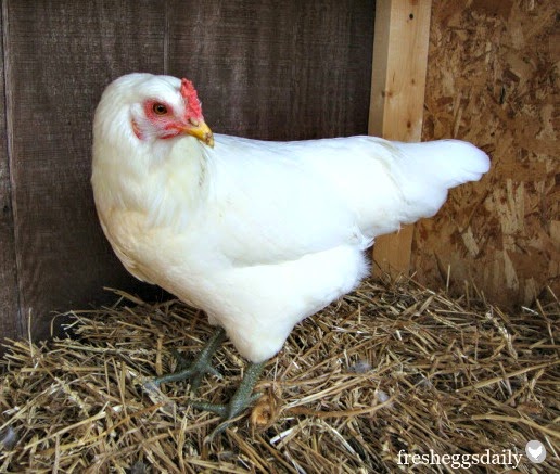 20 Heat-Hardy Chicken Breeds - Fresh Eggs Daily® with Lisa Steele