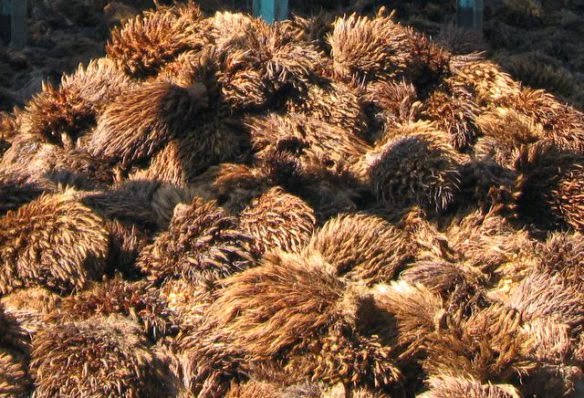 Biomass Industrial Innovative Projects: EFB Briquetting For Bioenergy ...