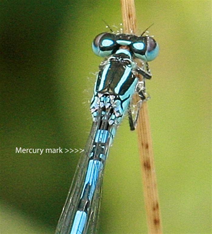 Michael Foley: Natural History ©: Southern Damselfly (Coenagrion ...