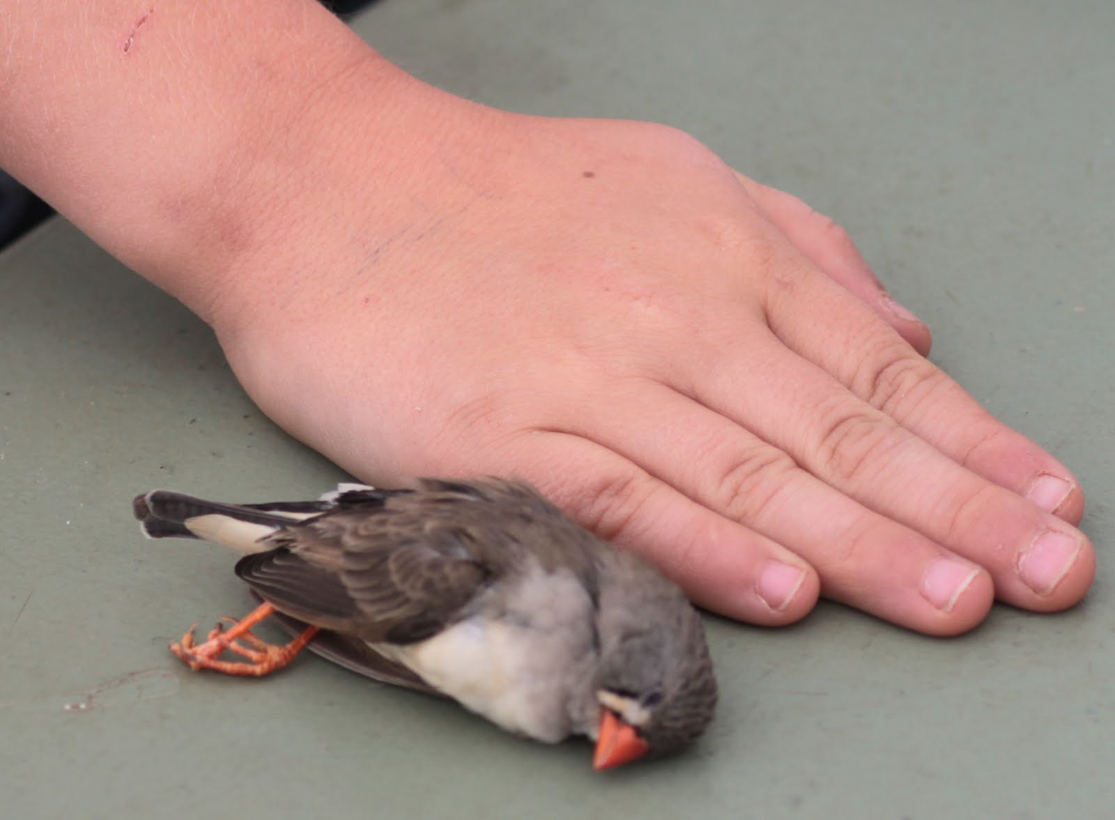 Richard Waring's Birds of Australia: Kakadu Finches