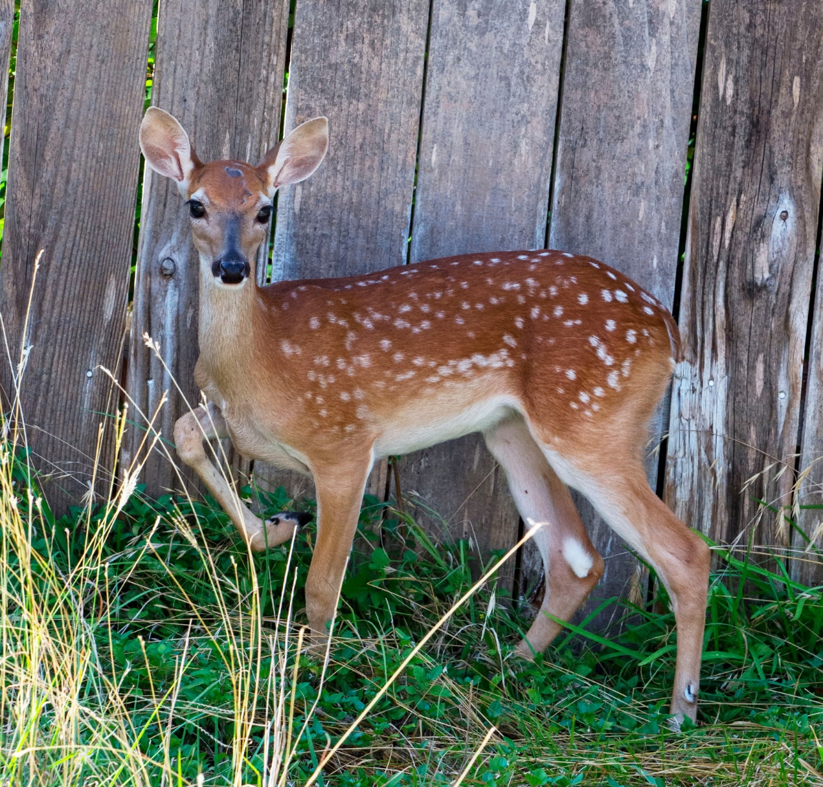 Edward Plumer: White Tail Fawn Season