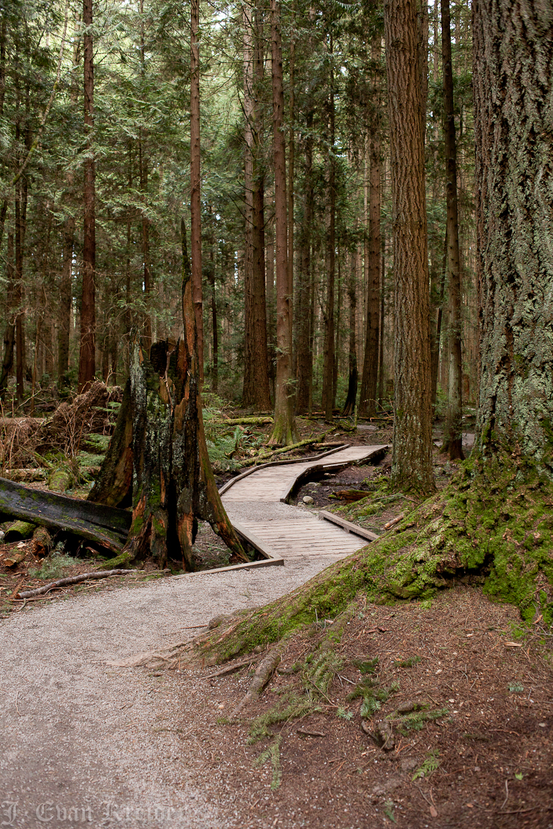 Kreider's Korner Photographs: Sword Fern Trail, Pacific Spirit Park ...