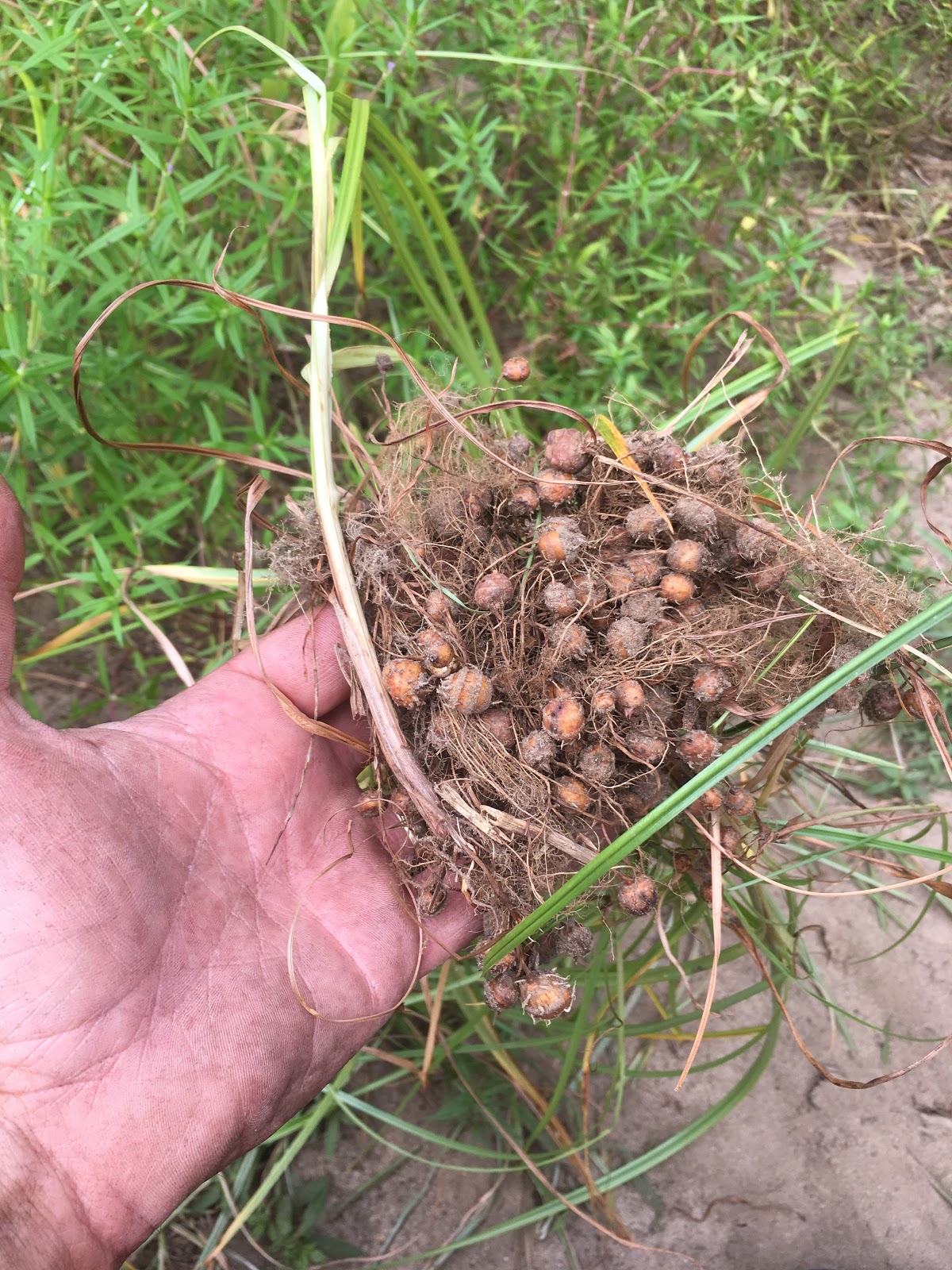 Bear Creek Plantation: 4 aug 17 chuffa results and duck impoundment