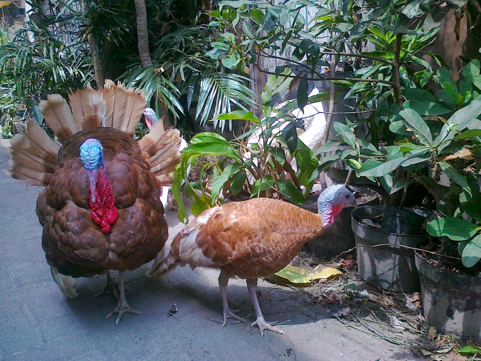 Jual Ayam kalkun | bisnis