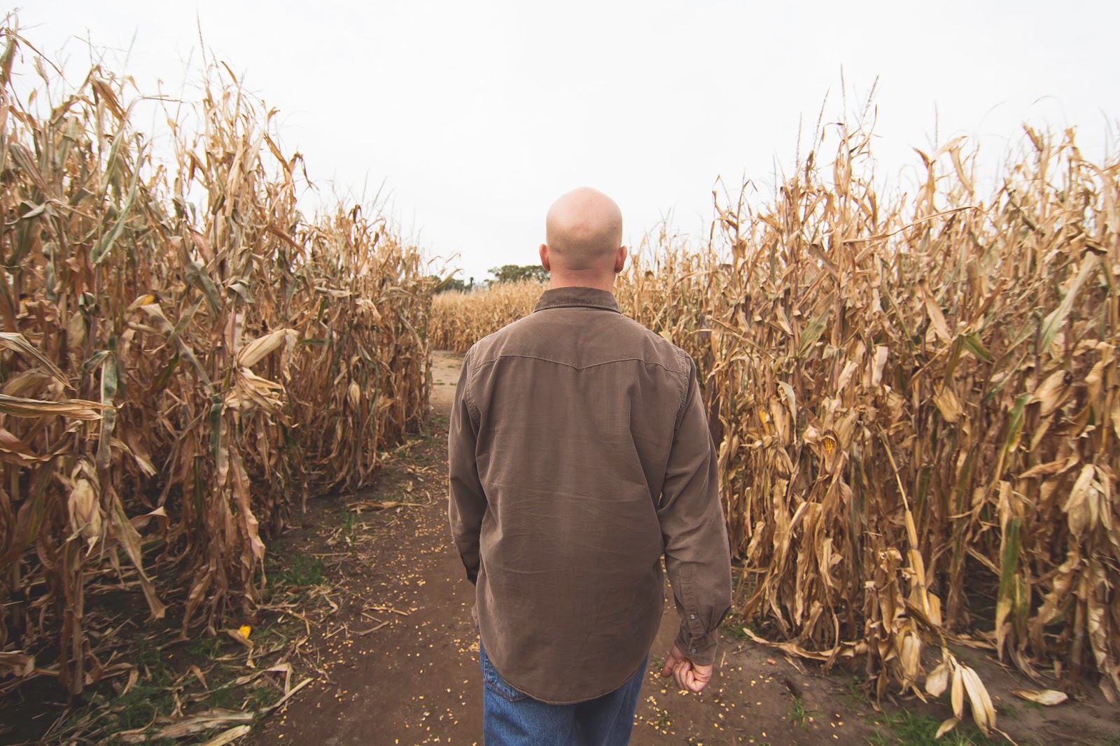Life As I Know It: My Minnesota ~ October ~ Corn Maze and Fall Festival