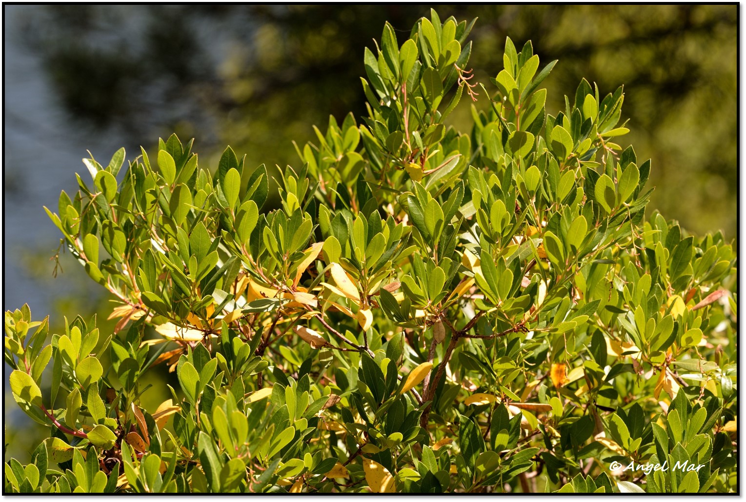 Butterflies and Dragonflies: Arbutus unedo "Madroño" (Planta nutricia ...