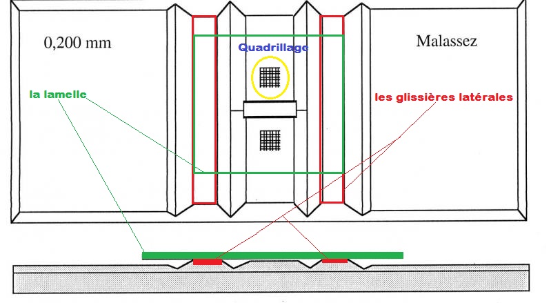 C’est Quoi….. Cellule de mallassez ?? - ProBiologiste