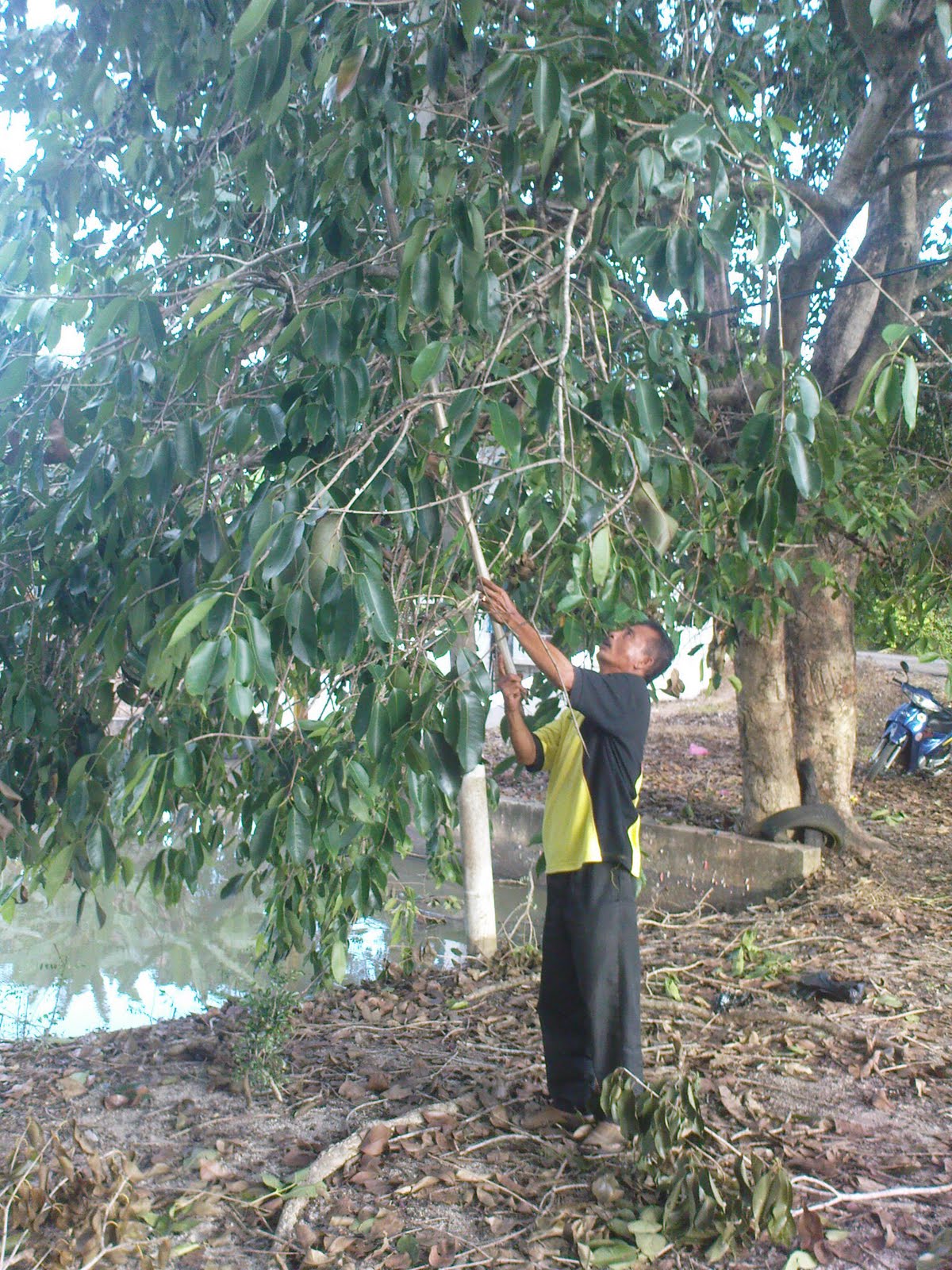 I am a plain paper: "Anggur Malaysia" , Buah Riang Dot