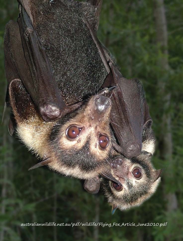 Megabat, Flying-fox, Fruit Bat Article - australianwildlife.net.au