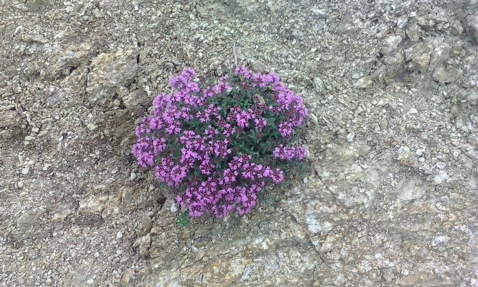 Hellena ...din bucataria mea...: Sirop de cimbrisor - la rece