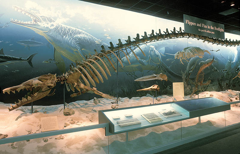 Mundo Pré-Histórico: Basilossauro, o mamífero com nome de réptil