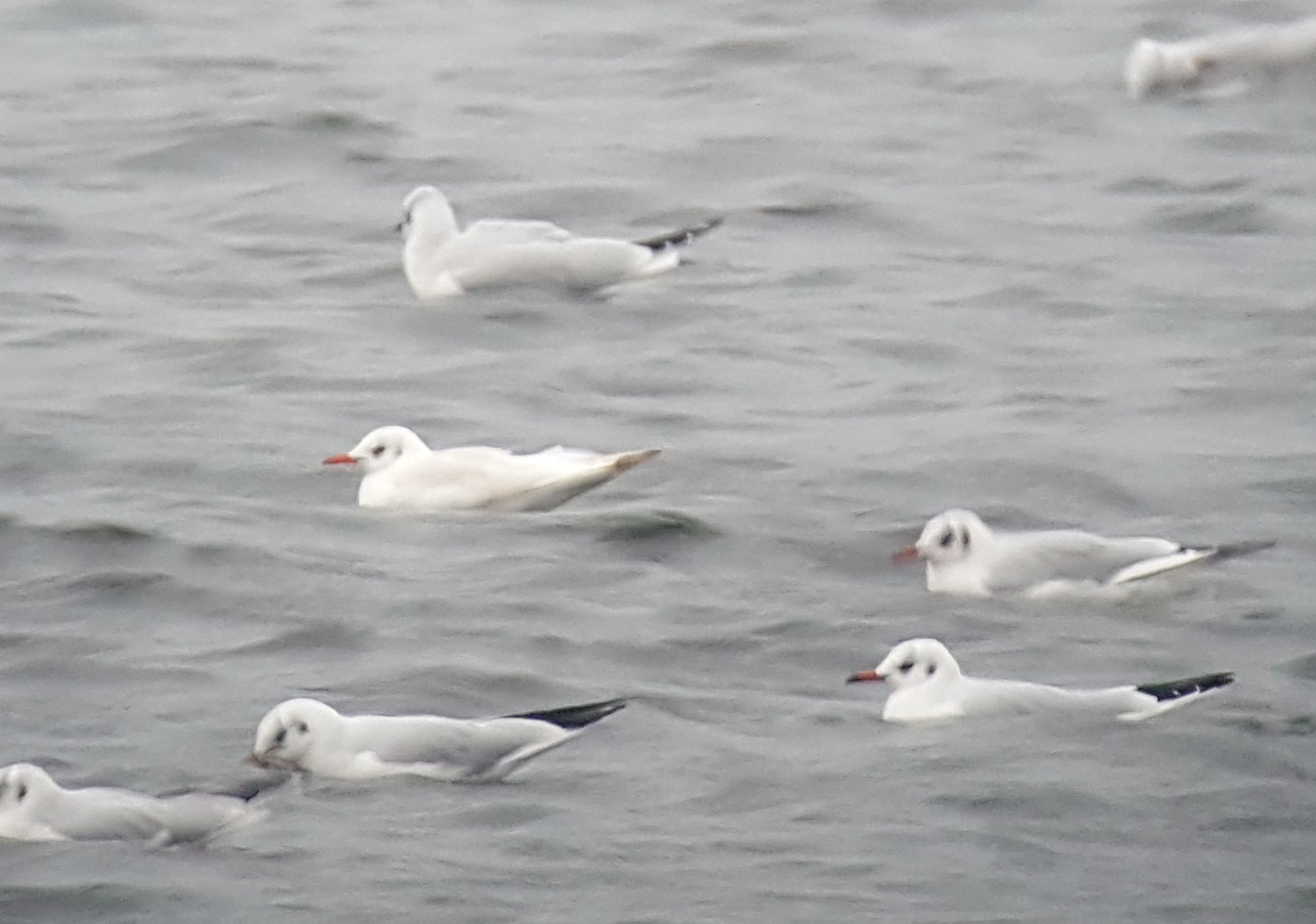 A Field Notebook: Pennington Flash gull roost