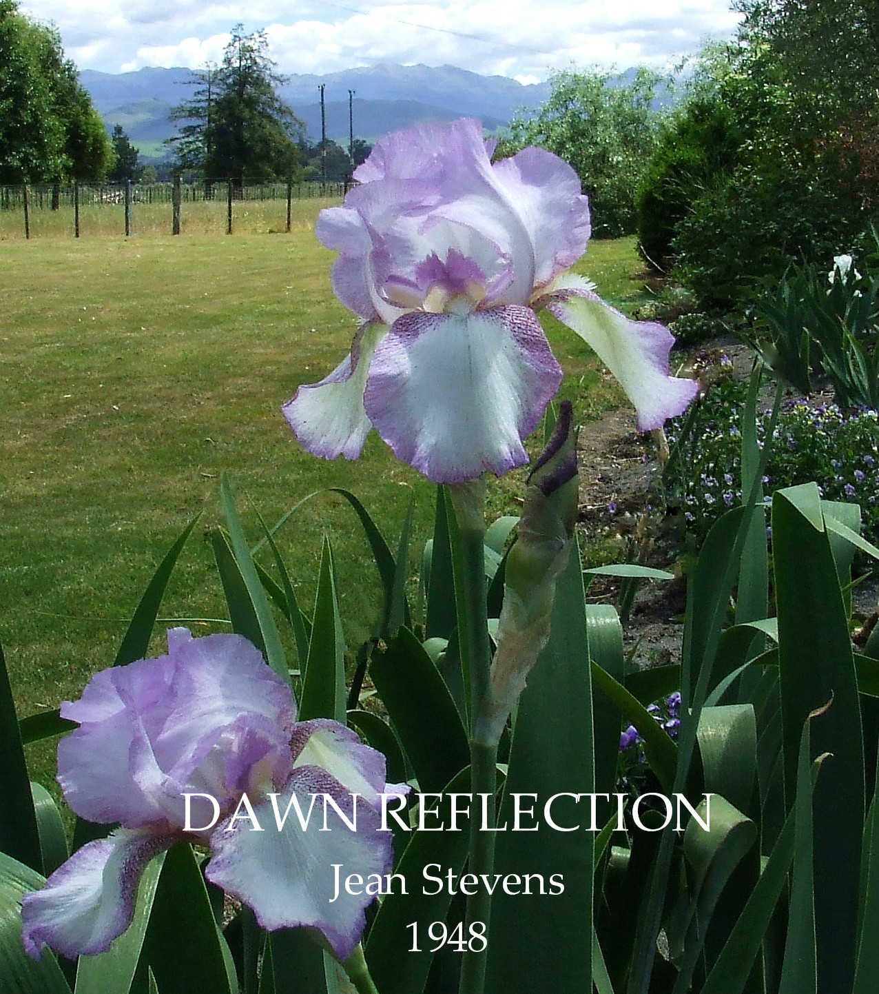 Tall Bearded Iris 'DAWN REFLECTION' ~ HERITAGE IRISES