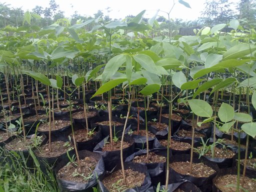 Cara Pembibitan Pohon Mahoni | Budidaya Bibit