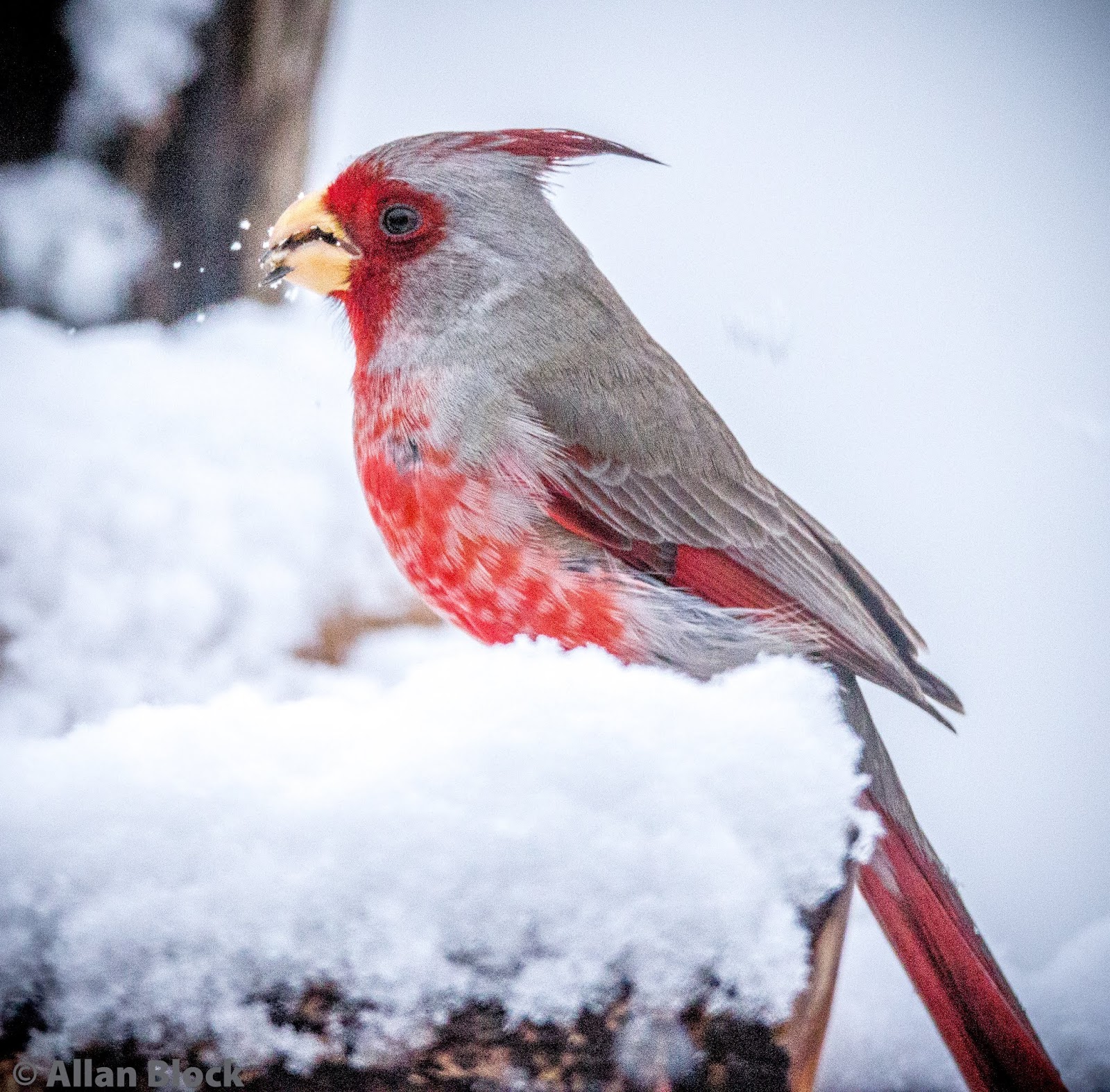 Feather Tailed Stories: February 2019