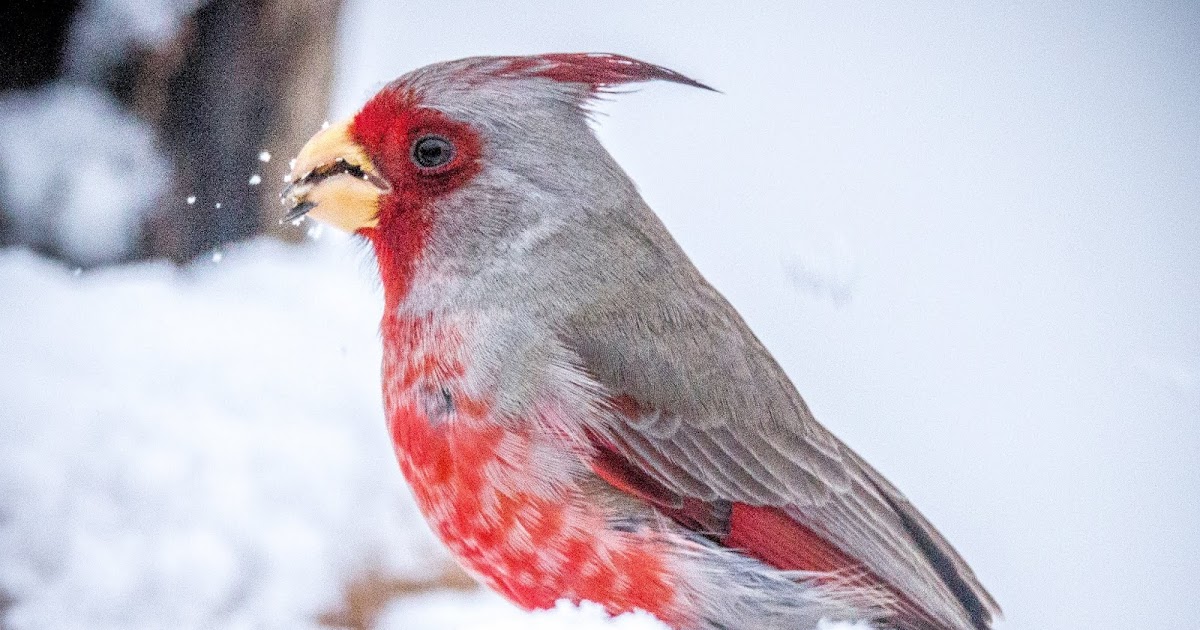 Feather Tailed Stories: Arizona Birds in Snow