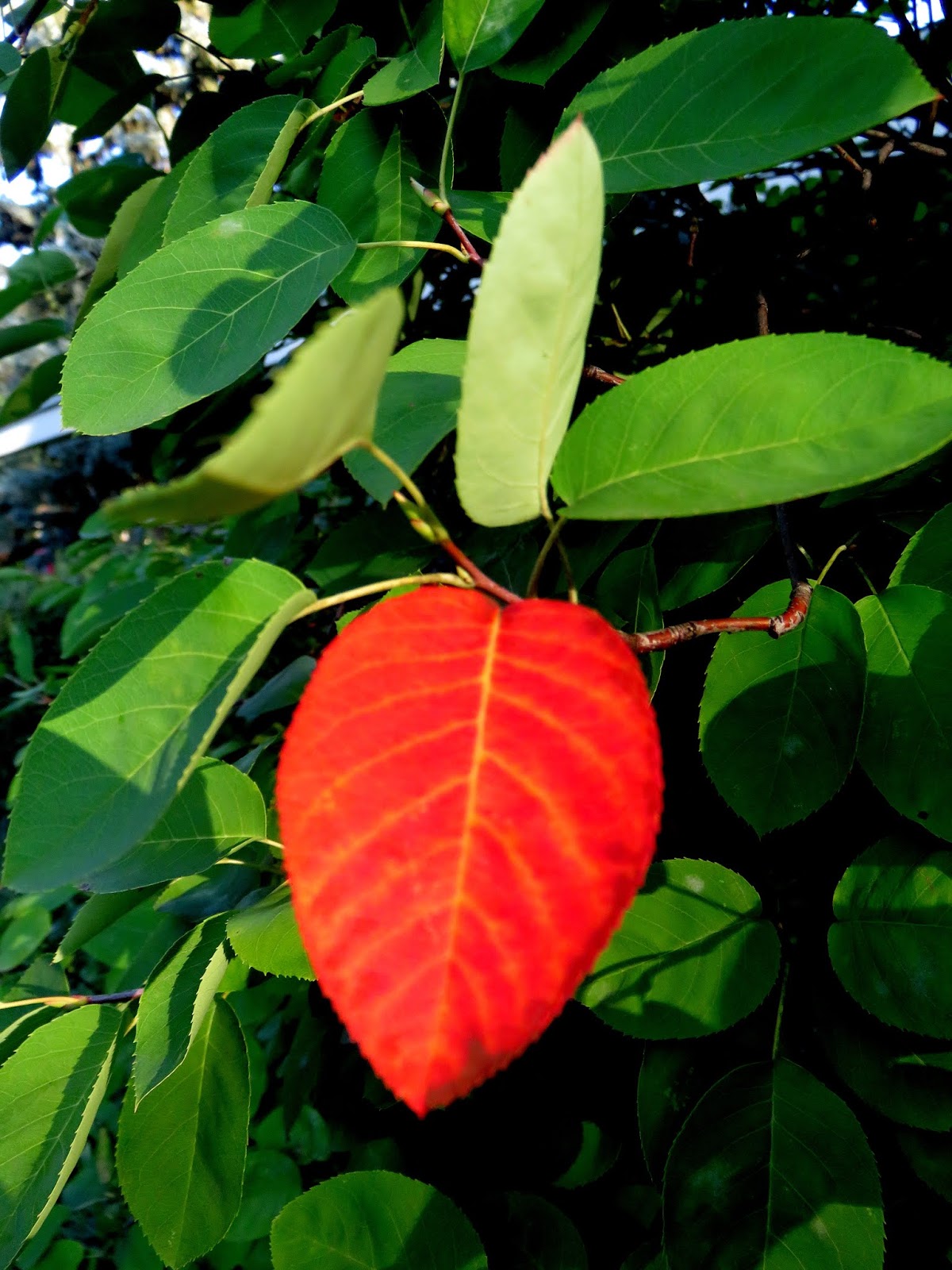 The Marmelade Gypsy: Harry and Ellie