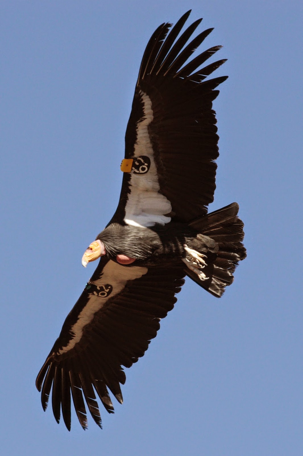 El Gran Cañón del Colorado: Fauna
