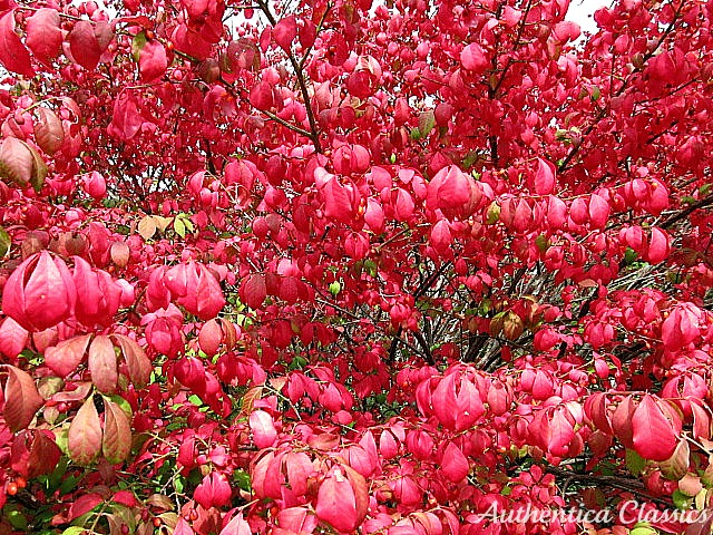 Authentica Classics: The Burning Bush