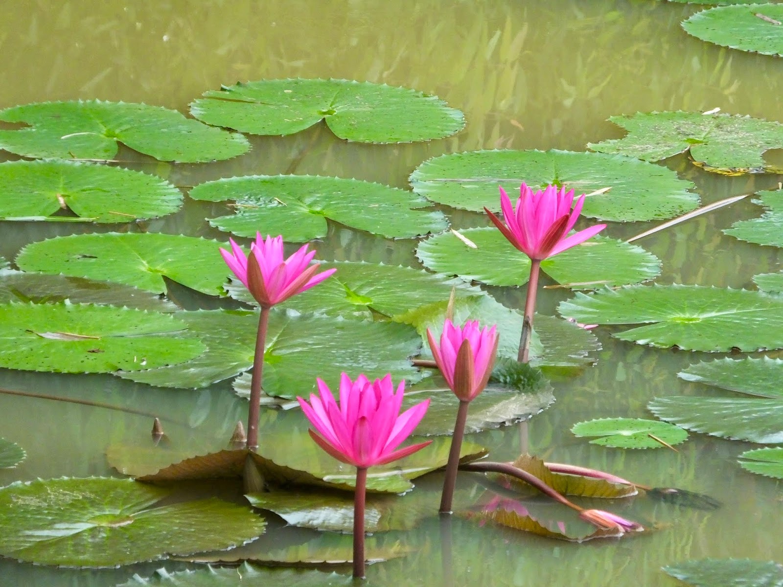 High-end tourist numbers low in Cambodia