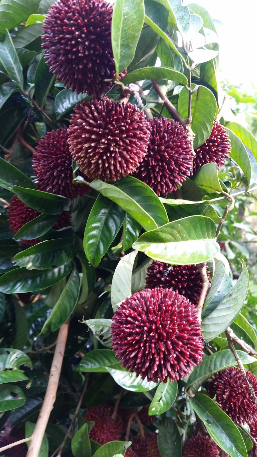 Buah Pulasan