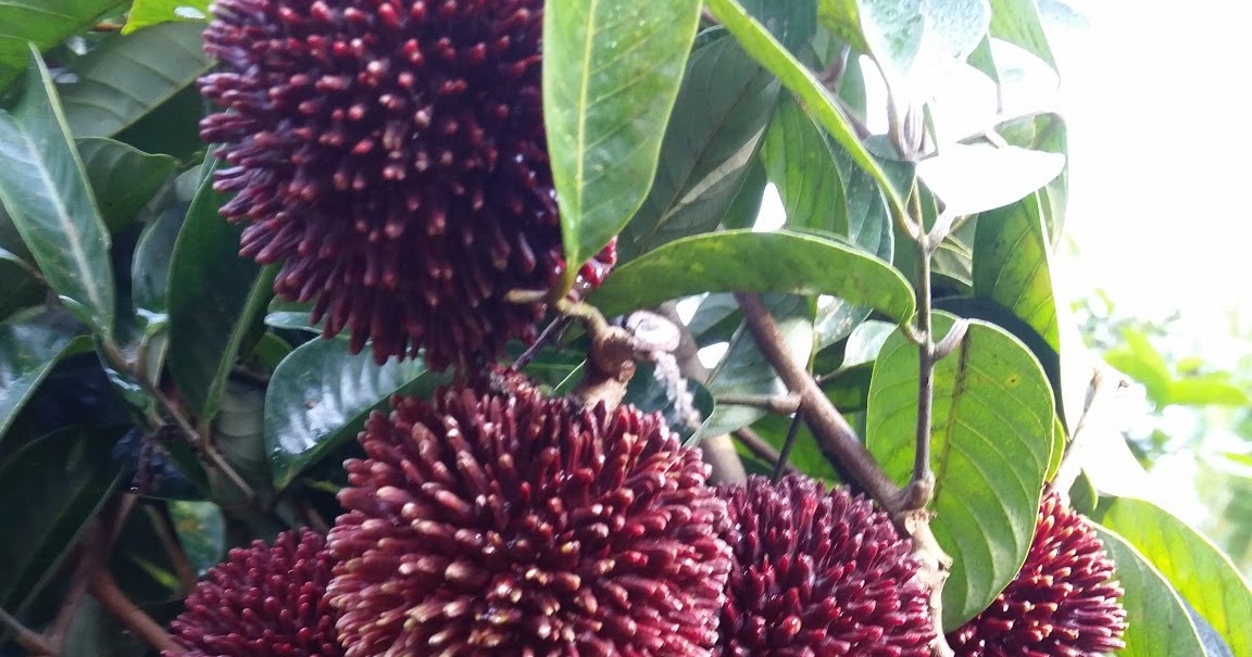 Warisan Petani: Buah Pulasan.
