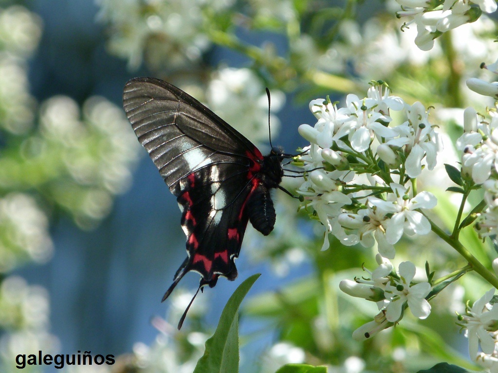 ELANIO AZUL: Agavo (Parides agavus)