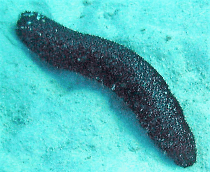 Los 8 bichos más raros encontrados por Pescaturismo