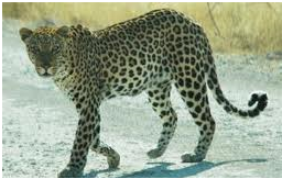 Ngurip-urip Basa Jawa: SUPATANE MACAN TUTUL