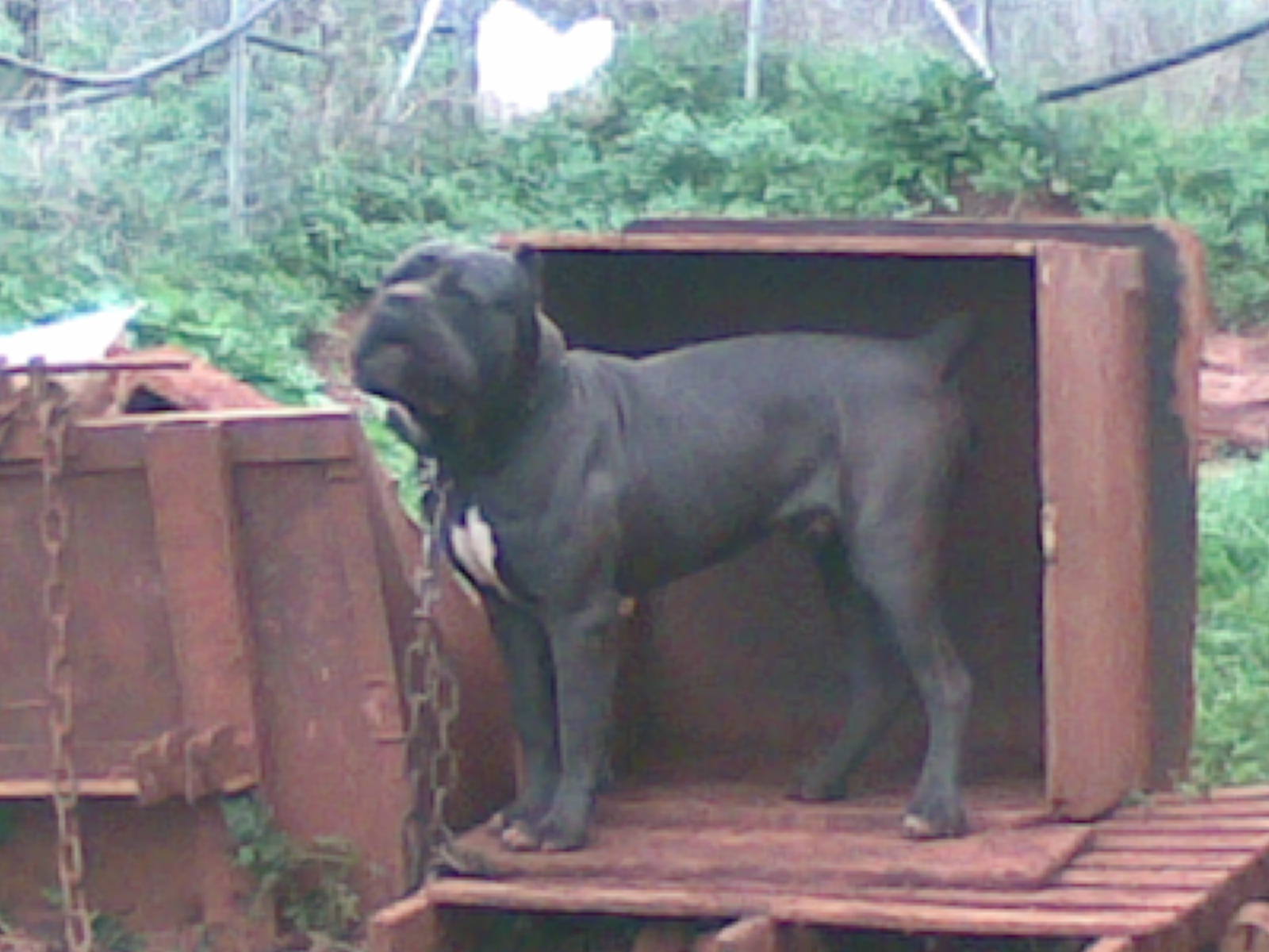 BANDOGFARM REGENCY MASTIFF FROM GREECE: BANDOG FROM BANDOGFARM