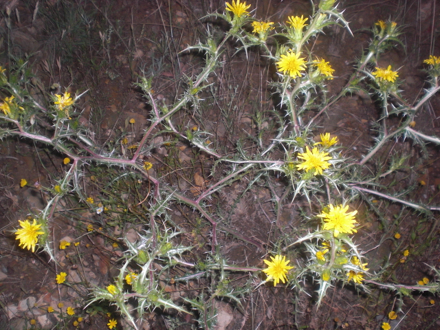 Perfumes y luces de Extremadura: Cardillo. Scolymus hispanicus.